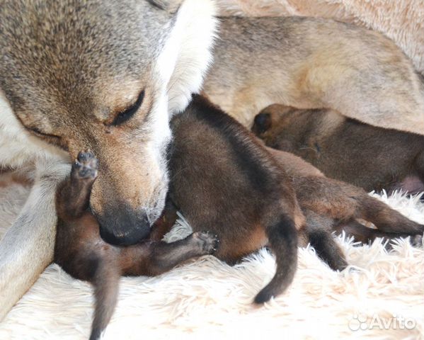Продаются щенки чехословацкой волчьей собаки