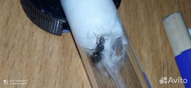 Муравьиная матка Lasius Niger