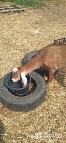 Козы нуб покрыты Камори 100