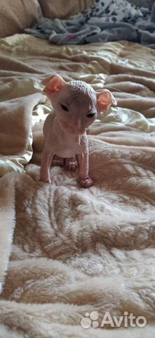 Котята сфинкс