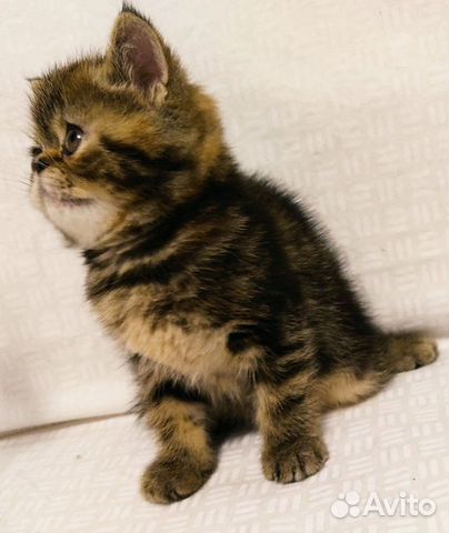 Экзотические коротшерстные