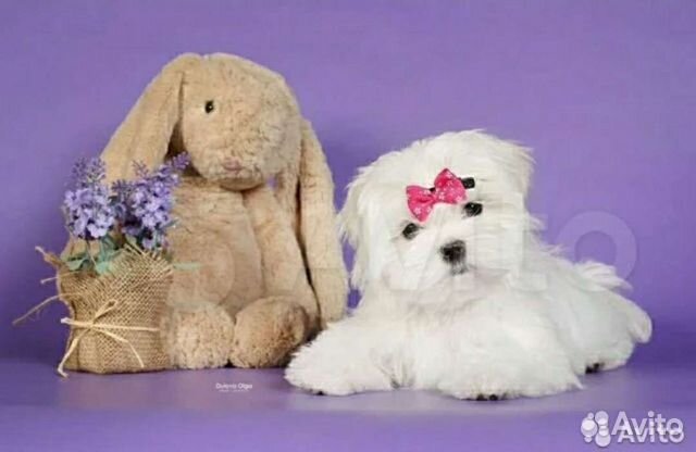 Мальтезе мальтийская болонка девочка mini