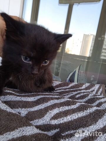 Разноцветные котята ищут владельцев