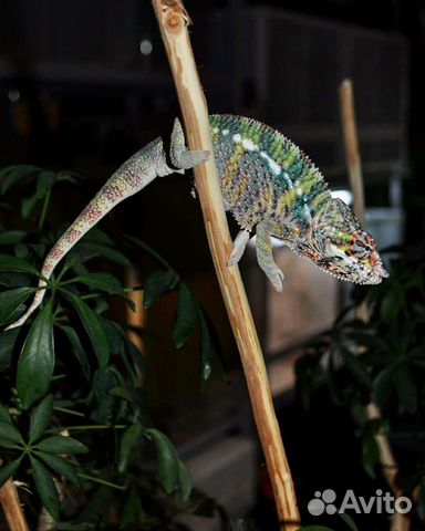 Пантеровый хамелеон + террариум