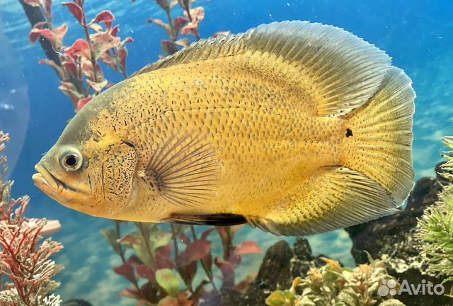 Рыба Астронотус