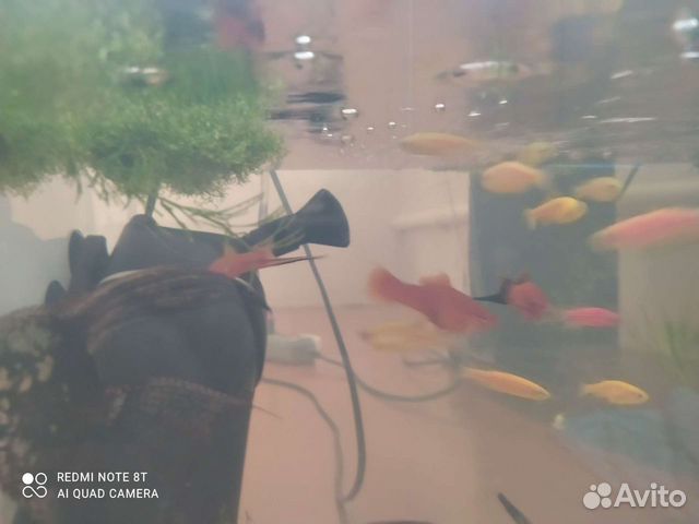 Аквариумные рыбки