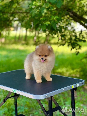 Мальчик Померанский щпиц