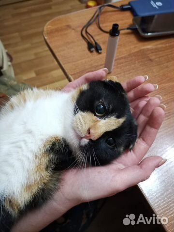 Продаю котёнка девочку 7 месяцев
