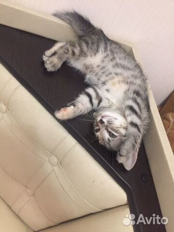 Котята