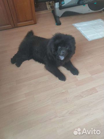 Девочка Чау-чау