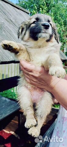 Щенята овчарята