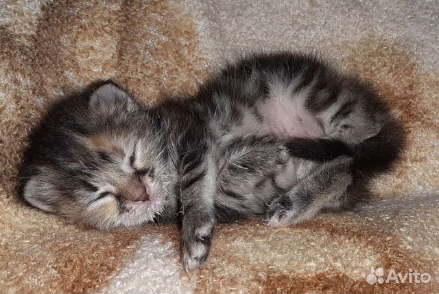 Кошка