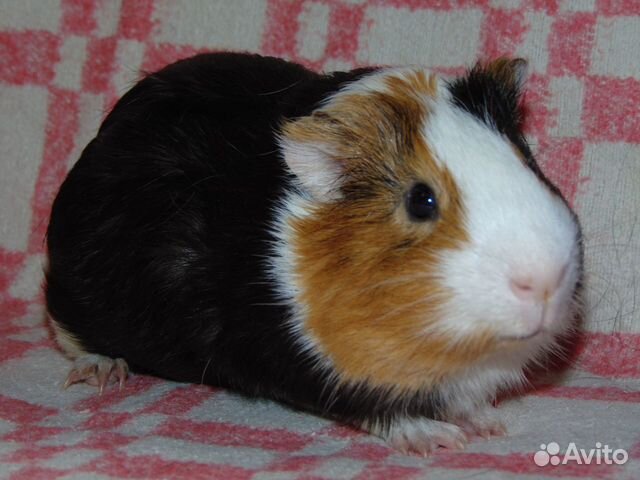 Морская свинка бесплатно