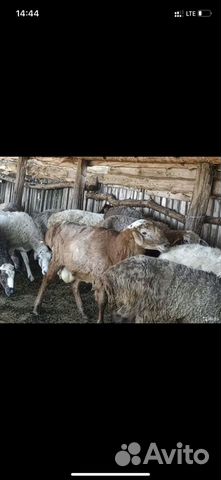 Овцы бараны ягнята оптом. Халяль