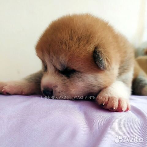 Маленькие щенки Хатико (Японская Акита)