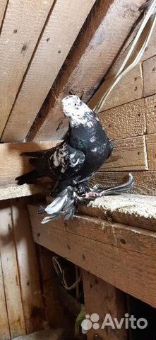 Голуби продажа бойные малоносые