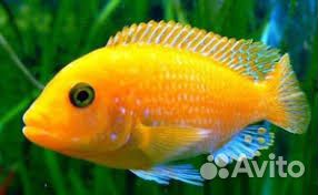 Аквариумные рыбки