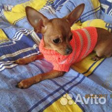 Продам щенков той-терьера