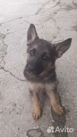 Немецкая овчарка