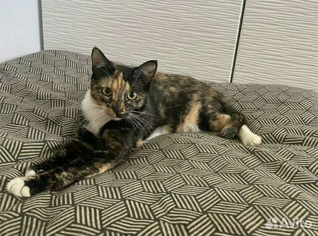 Кошка в дар