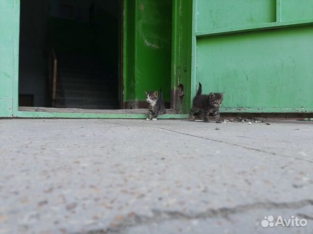 Котята в добрые руки бесплатно