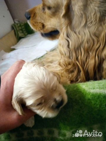 Щенки кокер спаниеля