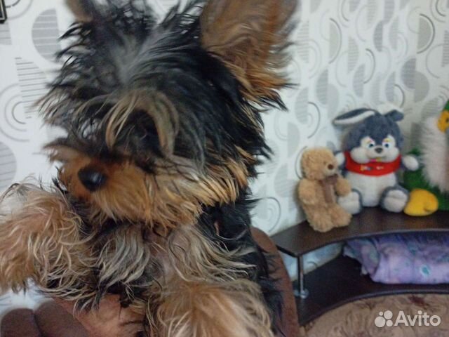 Йоркширский терьер щенки девочки