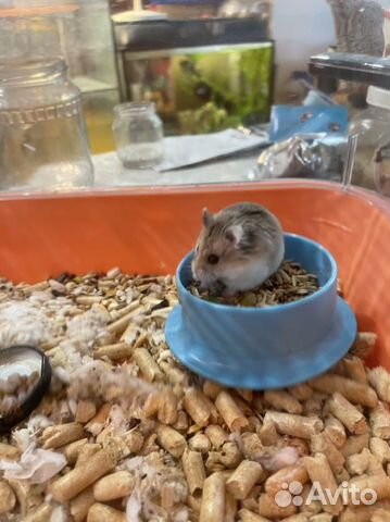 Хомячок Роборовского