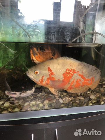 Астронотусы и сом в дар