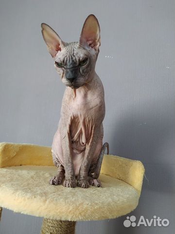 Донской сфинкс в добрые руки