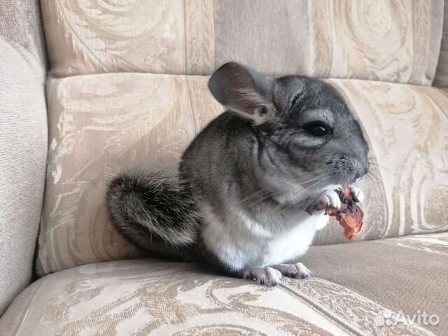 Шиншилла 4 мес
