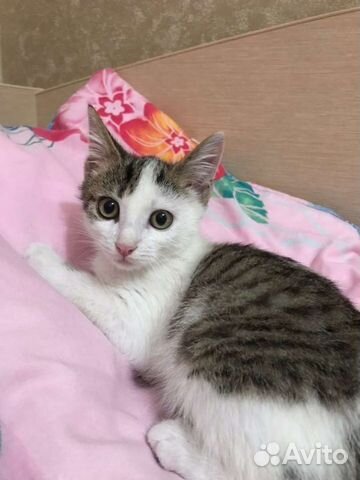 Чудный мальчишка хочет домой