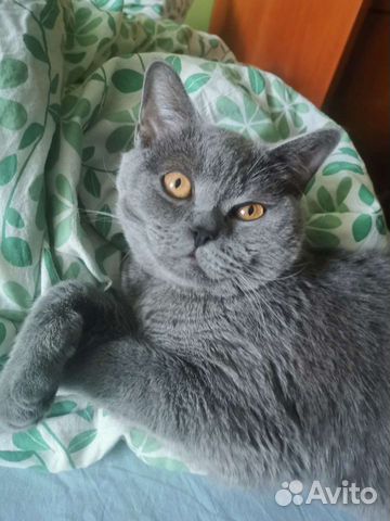 Британский кот