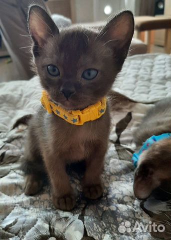 Котята европейской бурмы
