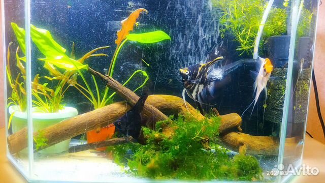 Скалярии разные