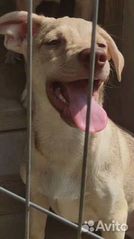 Коротколапый щенок