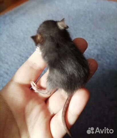 Крысята