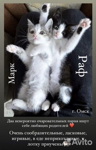 Котята