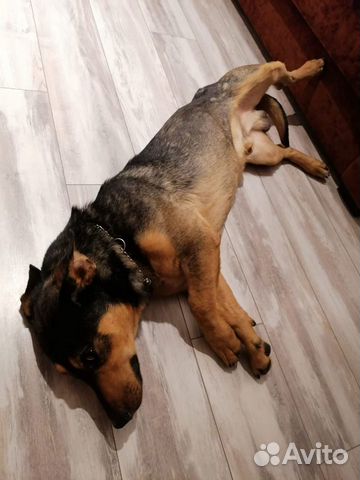 Ну очень ласковый пес в добрые руки