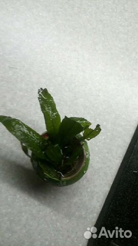 Отдам водрасли в аквариум