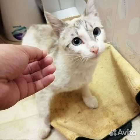 Котик