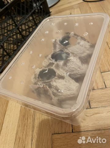 Сверчки домовые кормовые