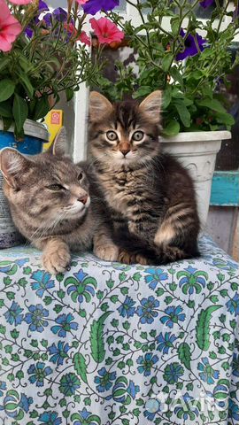 Котятушки