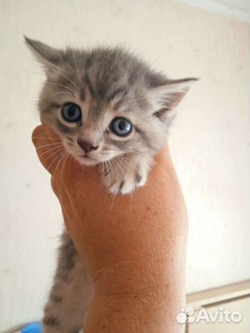 Кот и кошка