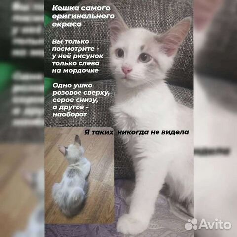 Милая косоглазка в добрые руки