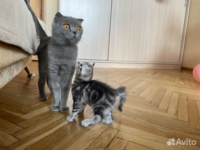 Шотландские котята
