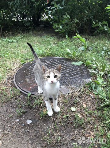 Котатя в добрые руки
