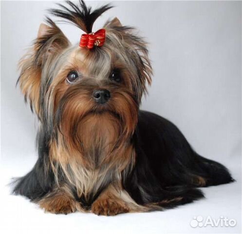 Йоркширский терьер мальчик Честер