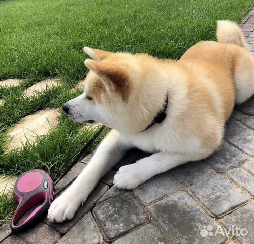Щенки акита ину
