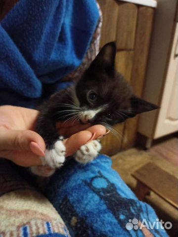 Котёнок